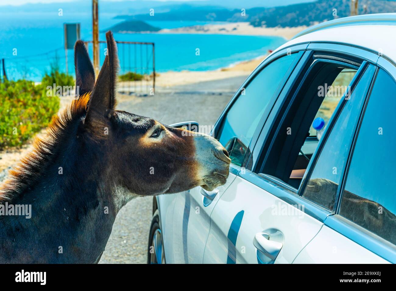 Wild donkey is begging a car driver for food Stock Photo - Alamy