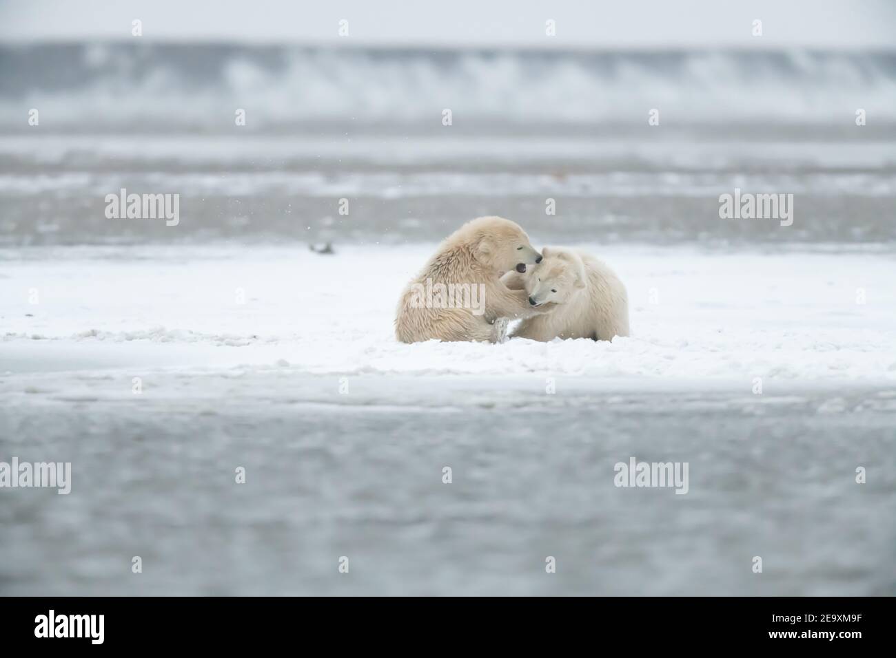 Playful Polar bear (Ursus maritimus) cubs in the snow in the Arctic Circle of Kaktovik, Alaska ...