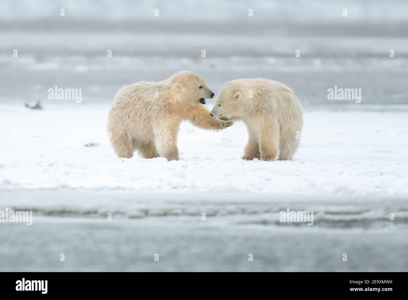 Playful Polar bear (Ursus maritimus) cubs in the snow in the Arctic Circle of Kaktovik, Alaska ...