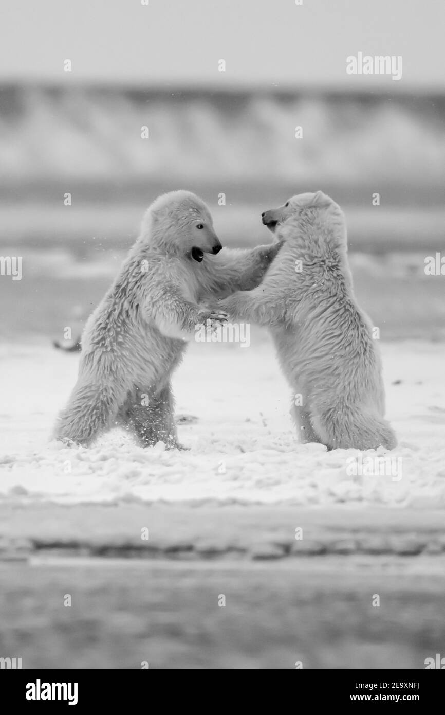 Playful Polar bear (Ursus maritimus) cubs in the snow in the Arctic Circle of Kaktovik, Alaska ...