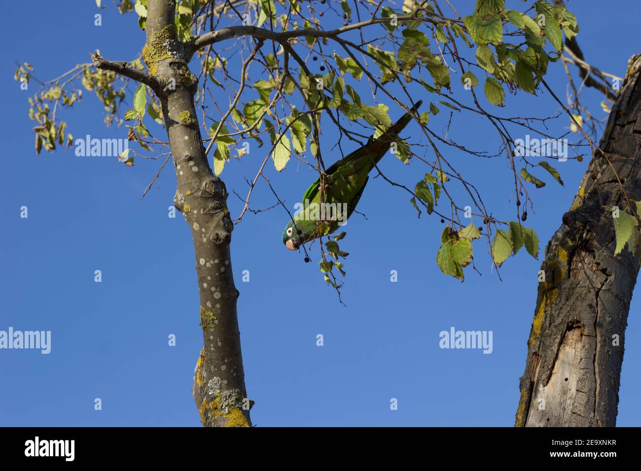 Parrots feeding in tree hi-res stock photography and images - Alamy