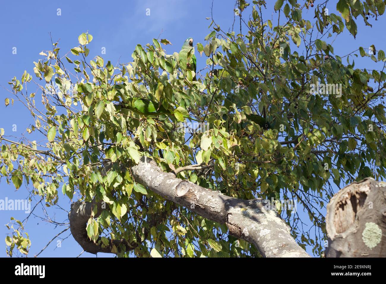 Parrots picture hi-res stock photography and images - Alamy