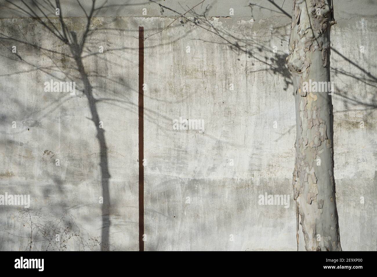 tree and its shadow on a white facade Stock Photo - Alamy