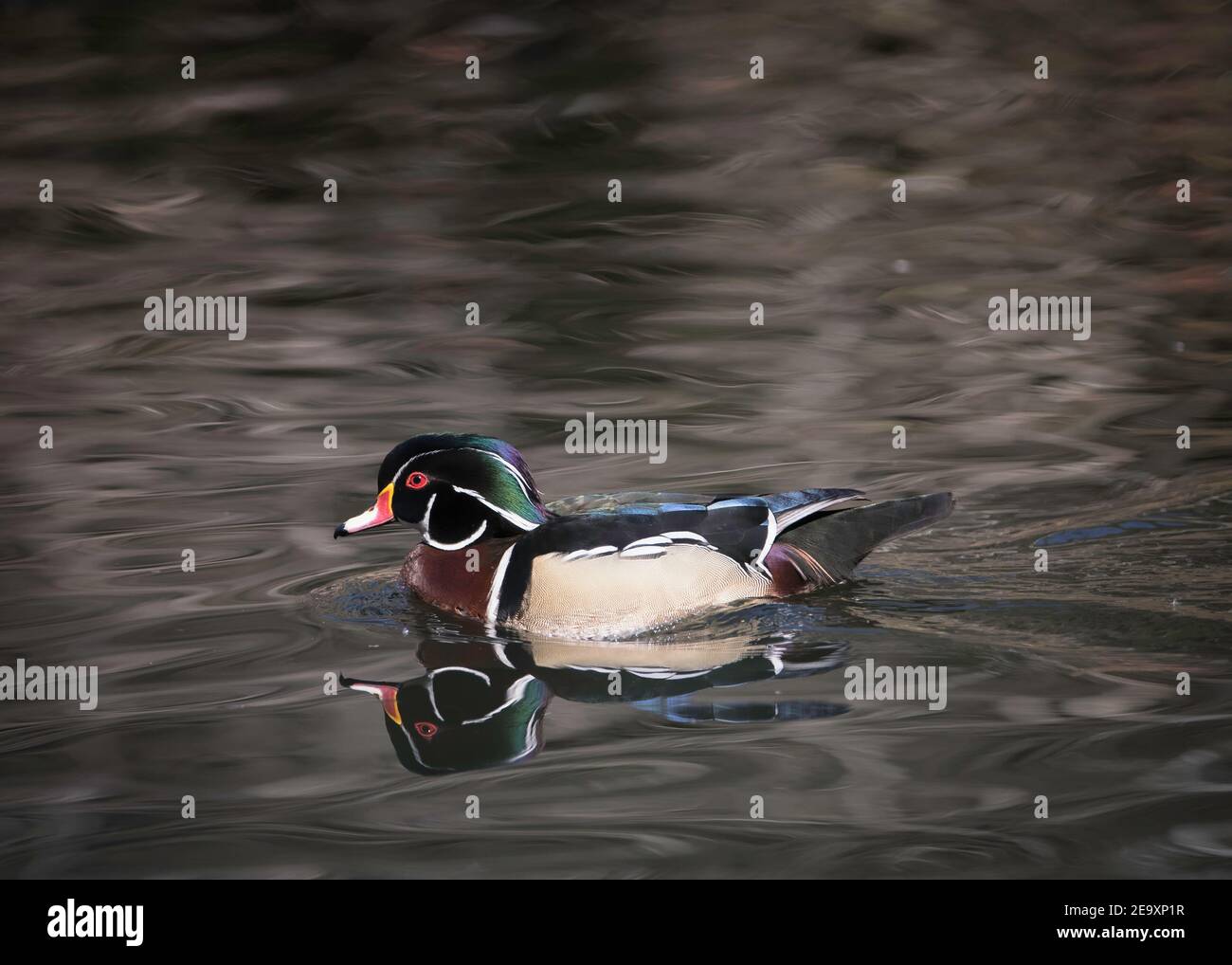 A male Wood duck (Aix sponsa) swims in a Franklin Canyon pond, Los ...