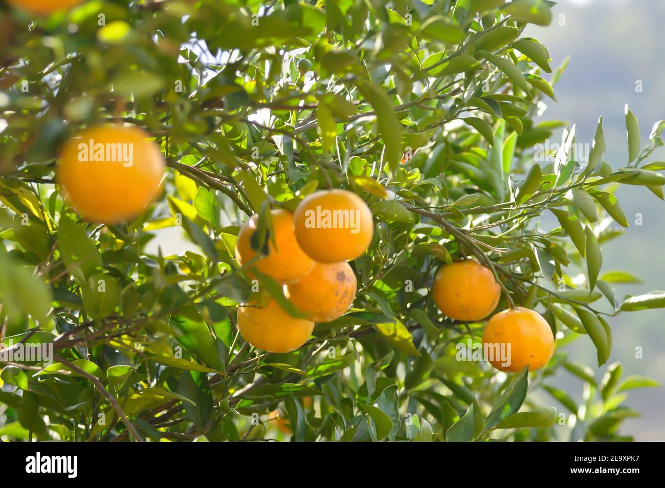 orange or orange farm, orange tree or orange plant Stock Photo - Alamy