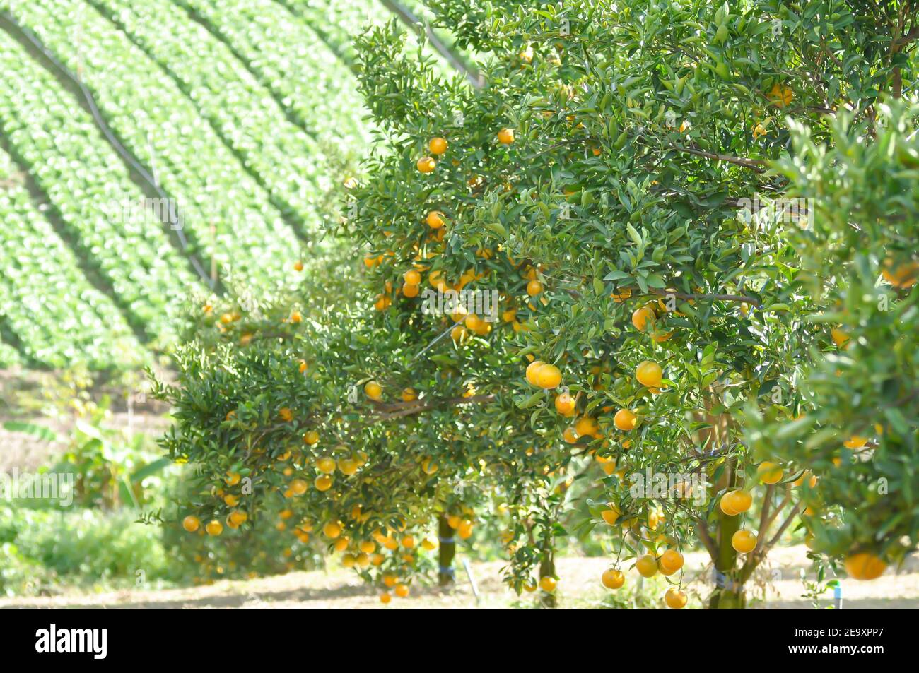 orange or orange farm, orange tree or orange plant Stock Photo - Alamy