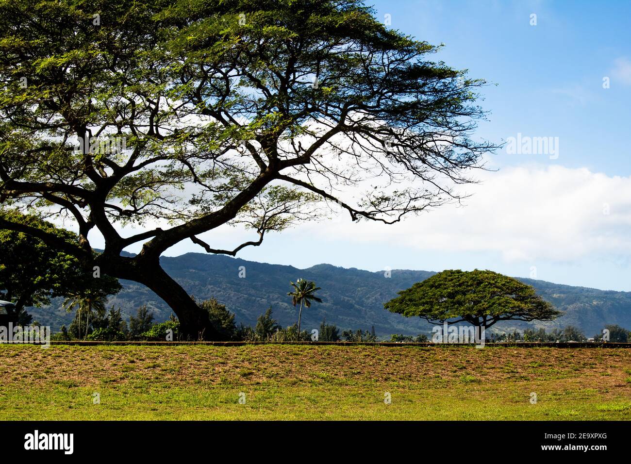hawaii park tree Stock Photo - Alamy