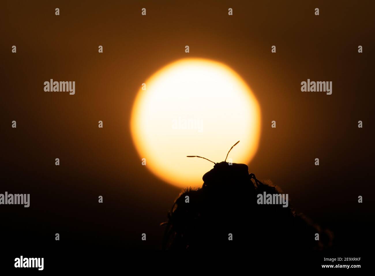 Silhouette beetle sunset sun hi-res stock photography and images - Alamy