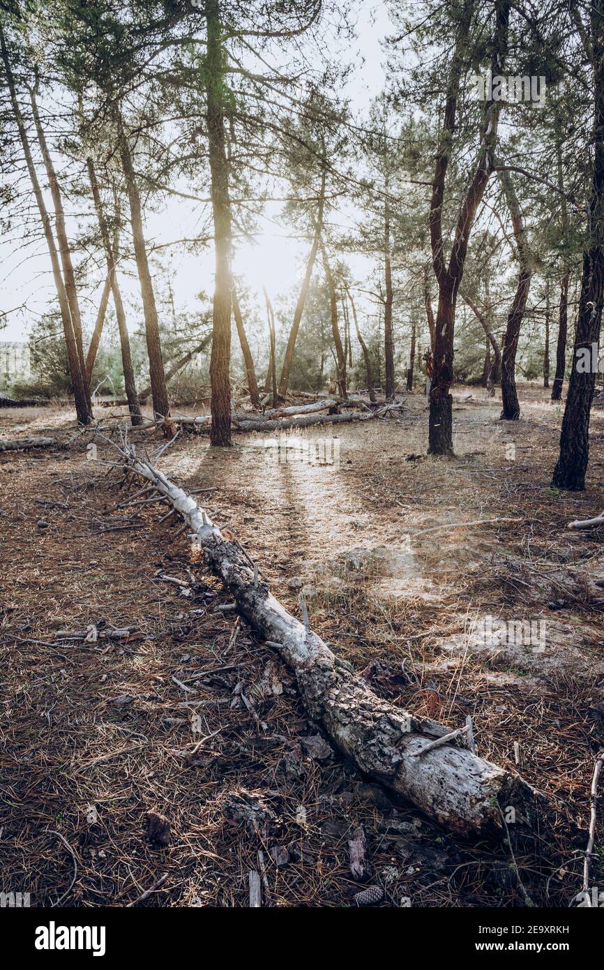 Pine forest landscape with long shadows cast by the sun in woods Stock ...