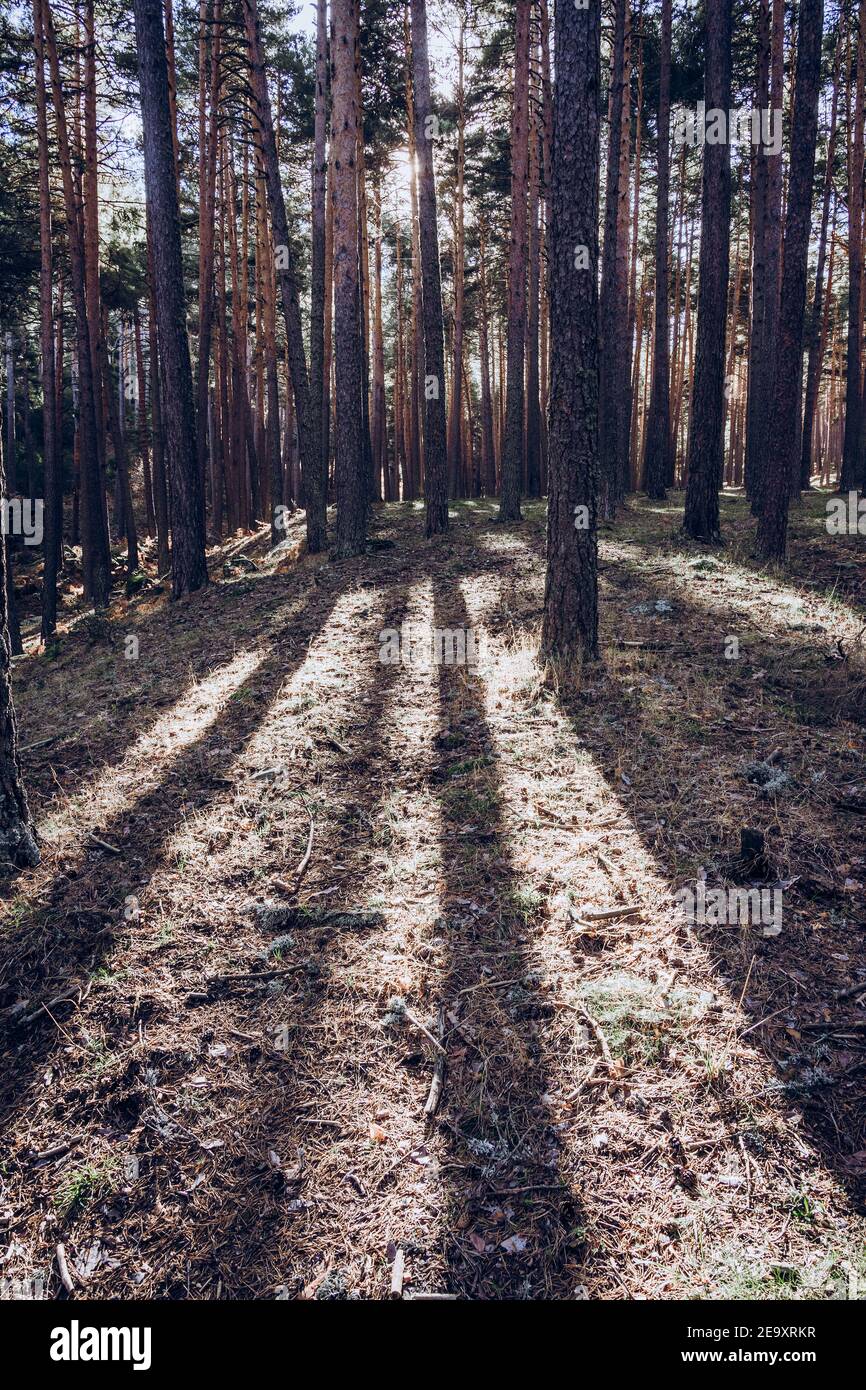 Pine forest landscape with long shadows cast by the sun in woods Stock ...