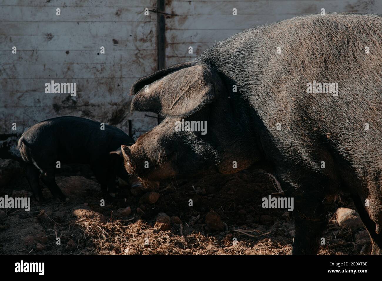 Big black pig hi-res stock photography and images - Alamy