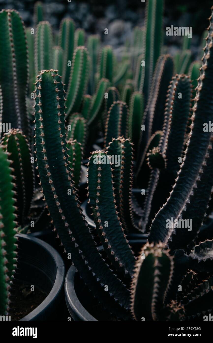 Growing cacti in the glasshouse hi-res stock photography and images - Alamy