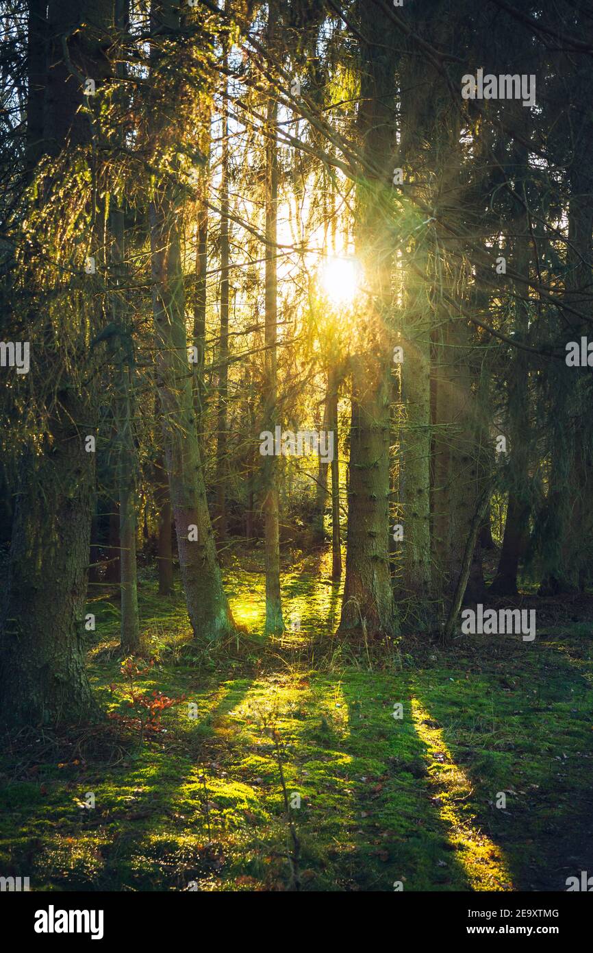 Sunbeam coming through the forest at sunset. Sunset in forest. Sunbeam ...