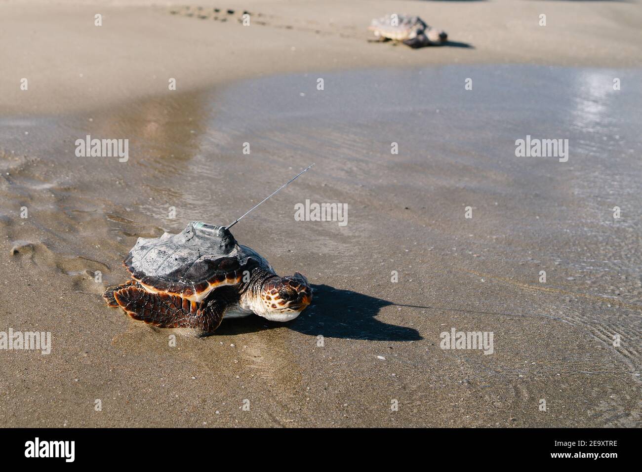 Released turtle hi-res stock photography and images - Alamy
