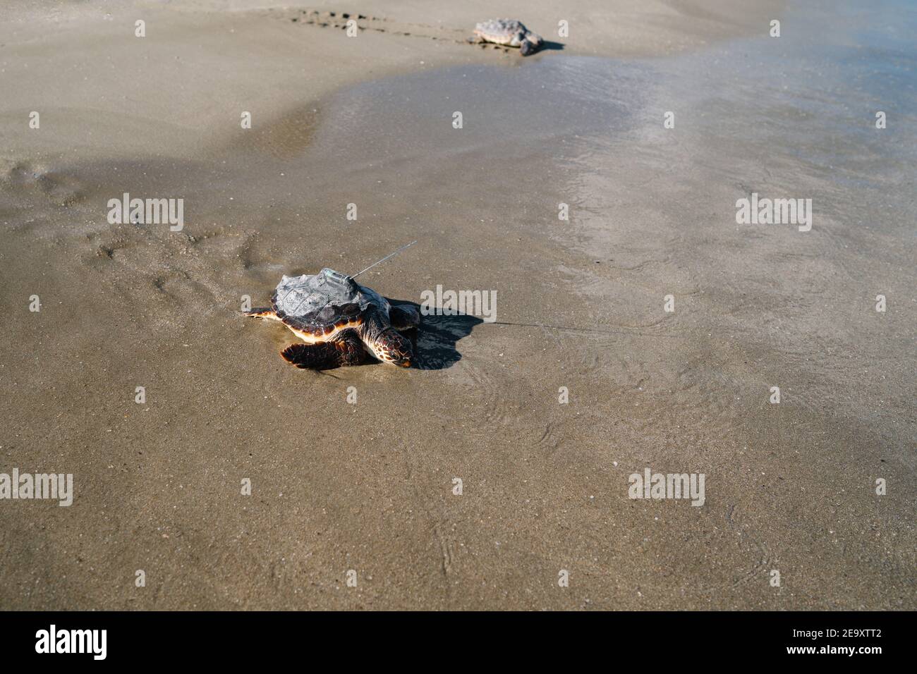 Sea turtle tracking hi-res stock photography and images - Alamy
