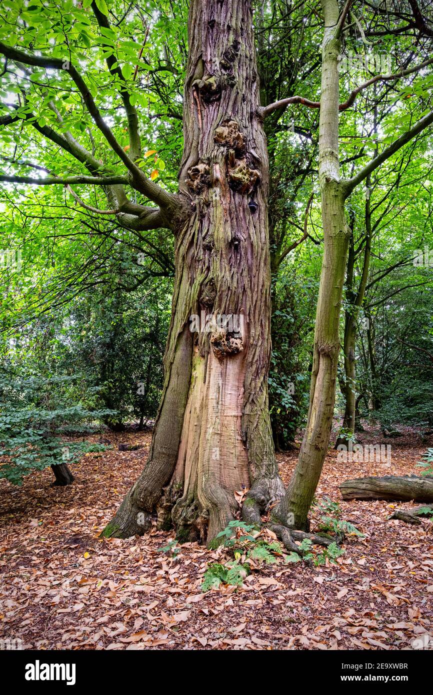 Old damaged ancient beech tree, The Greenway, Crewe Cheshire UK Stock ...