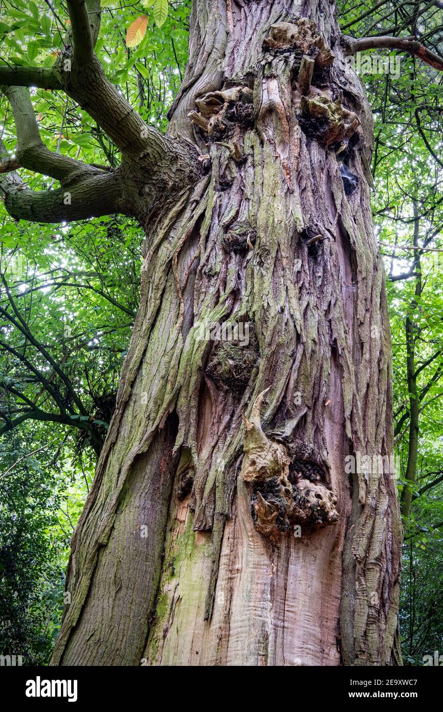 Beech Tree Fagus Sylvatica Old High Resolution Stock Photography and ...