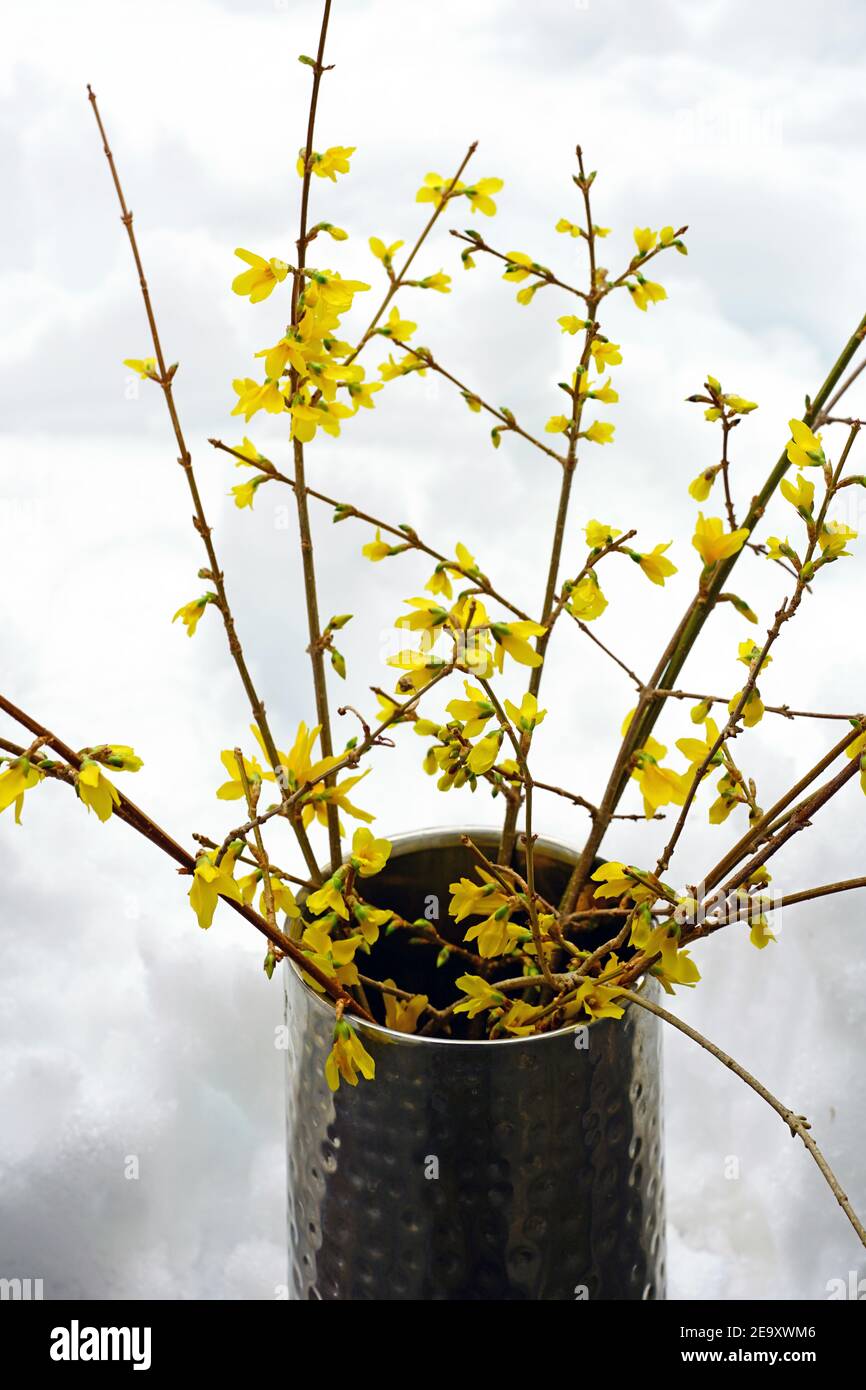 Yellow branches of forsythia flowers forced in a vase in winter with a ...