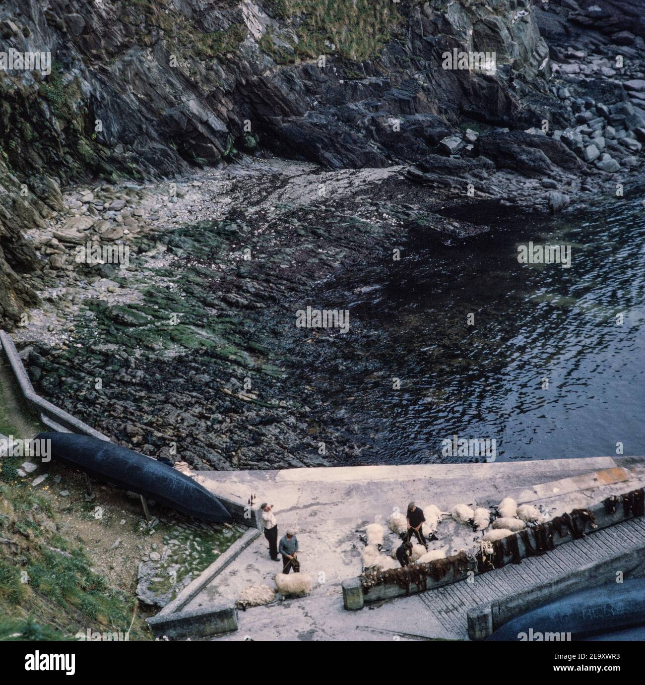 Dunquin Harbour, County Kerry with sheep from the Blasket Islands, 1968 ...