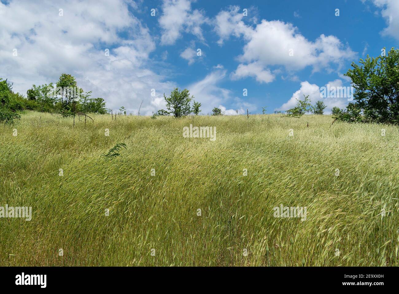Green fields - Beautiful rural landscape in northern Bulgaria Stock ...