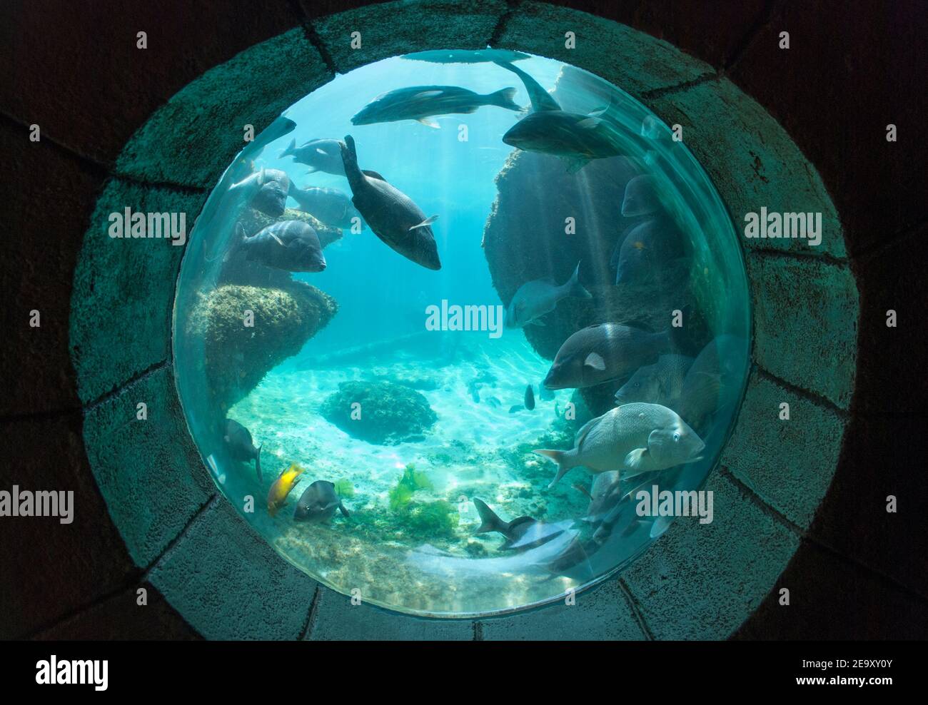 The round shape window of the aquarium with curious fish on Paradise ...