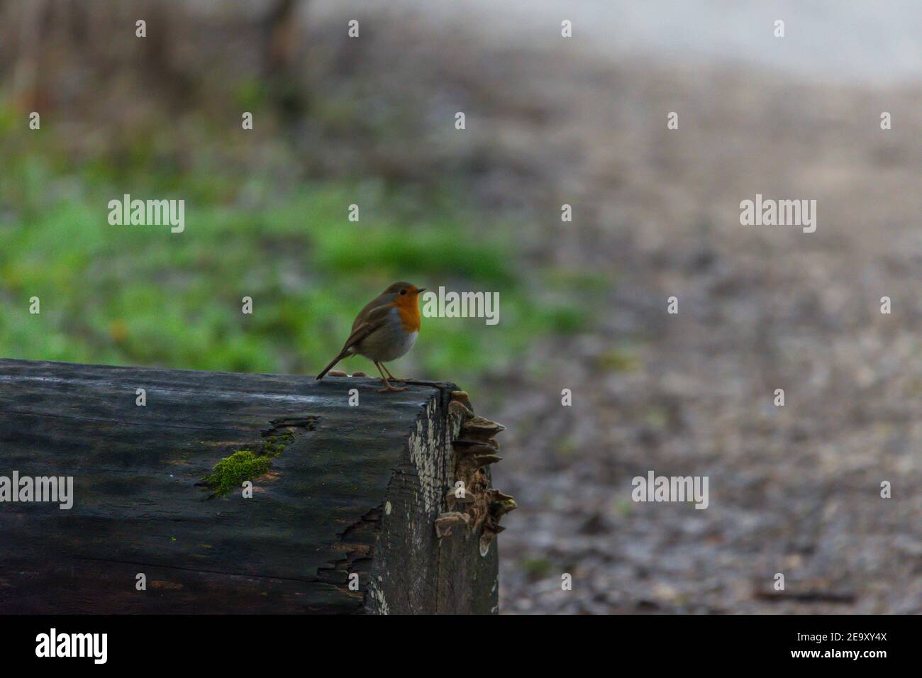A robin on a large log Stock Photo - Alamy