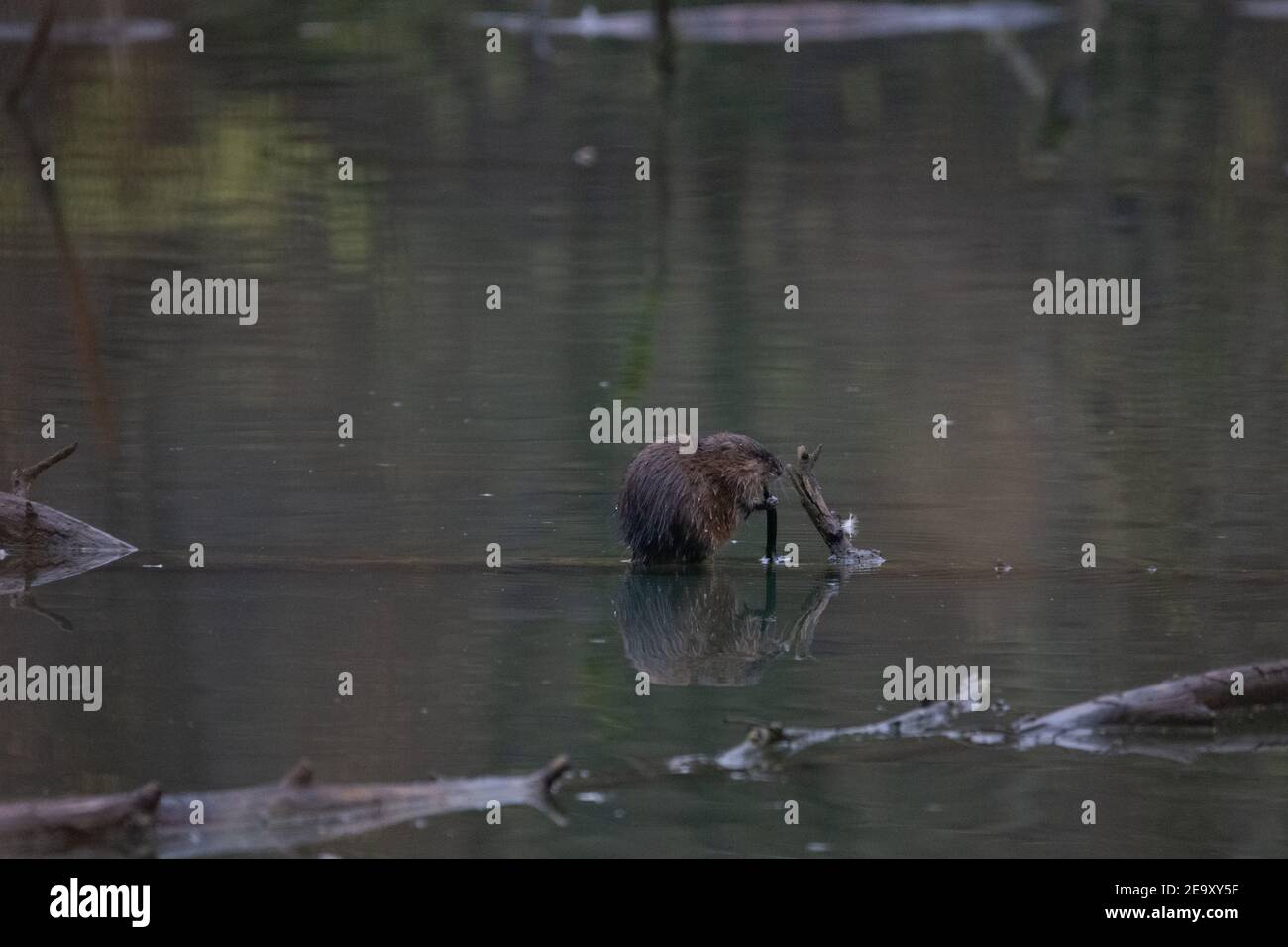 Muskrats tail hi-res stock photography and images - Alamy