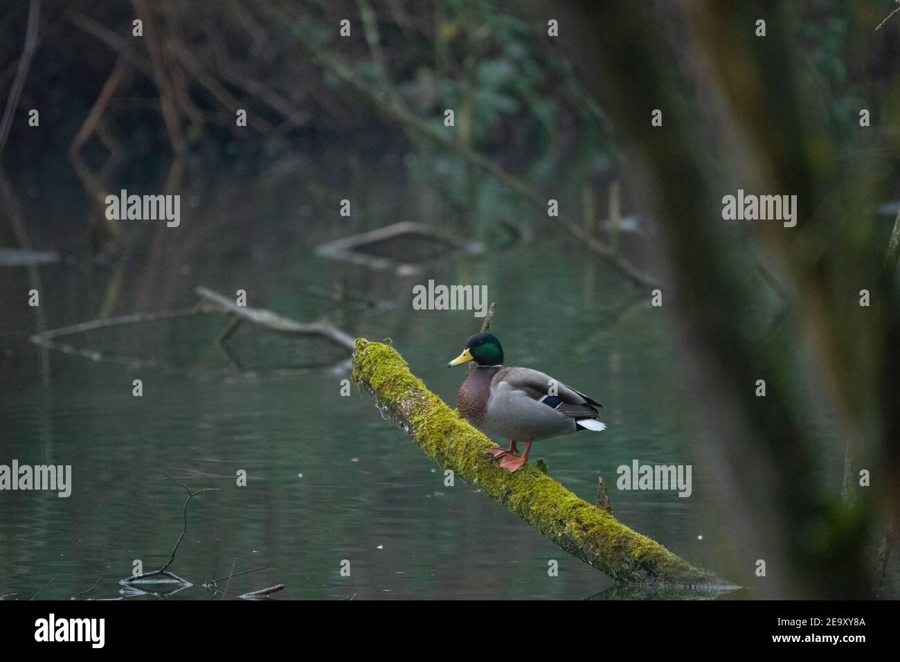 A duck on a branch with moss Stock Photo - Alamy