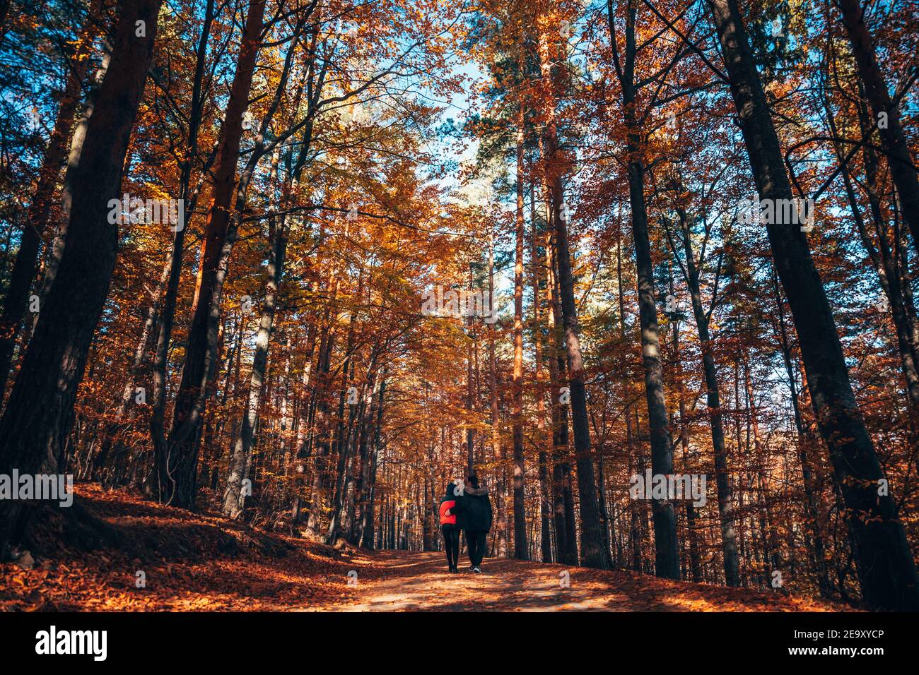Wide view leafless tree hi-res stock photography and images - Alamy