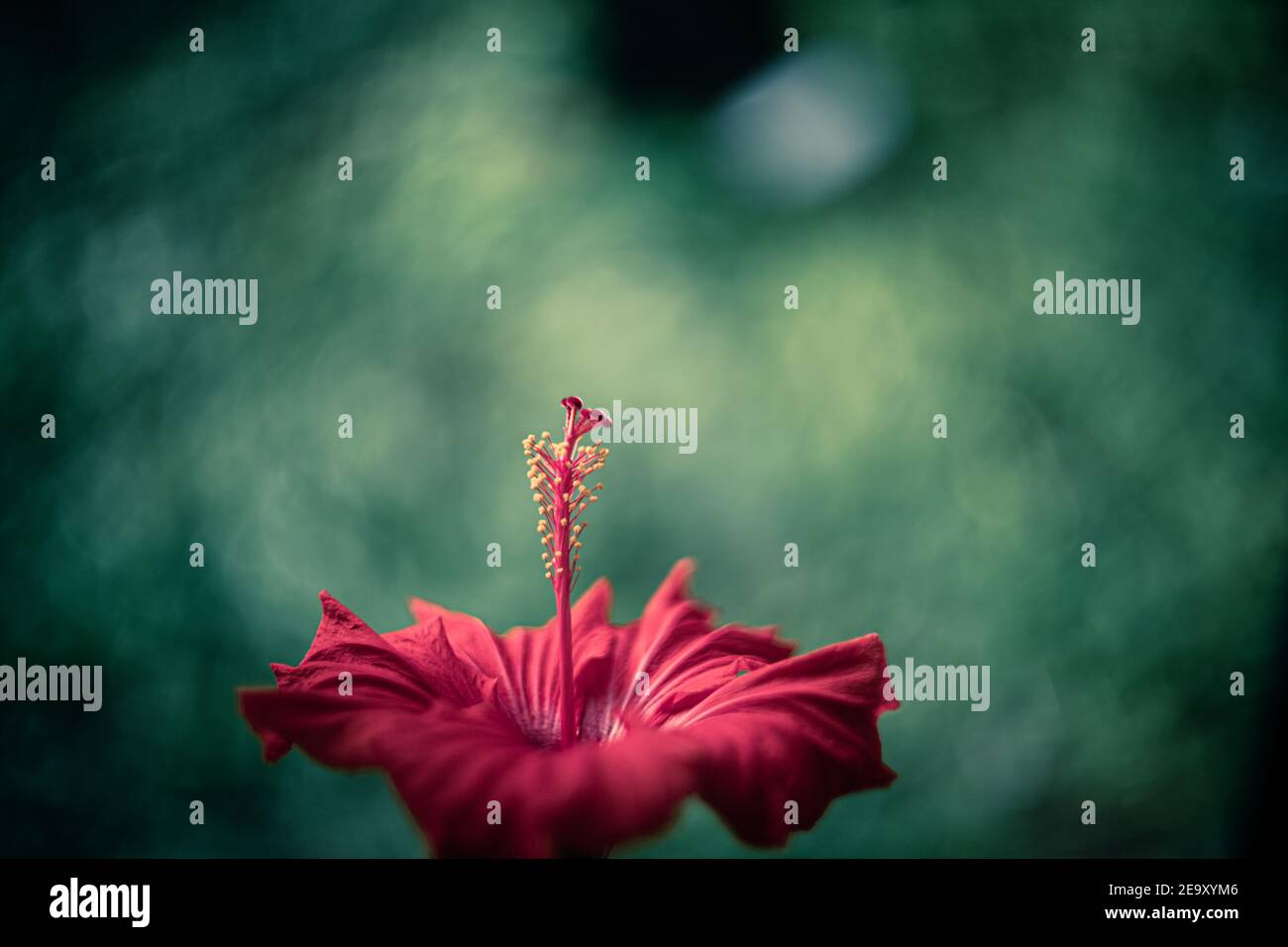 Green hibiscus flower hi-res stock photography and images - Alamy