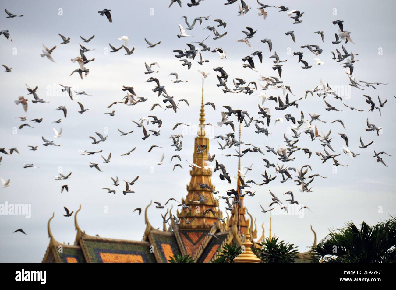 Flying birds above oriental temple, View of plenty of flying pigeons ...