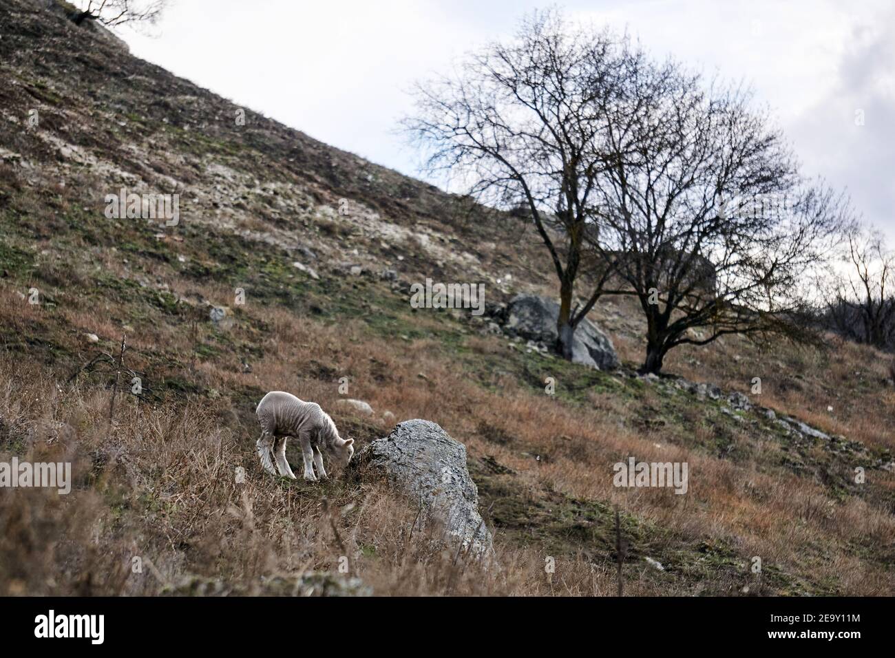 Cattle overgrazing hi-res stock photography and images - Alamy