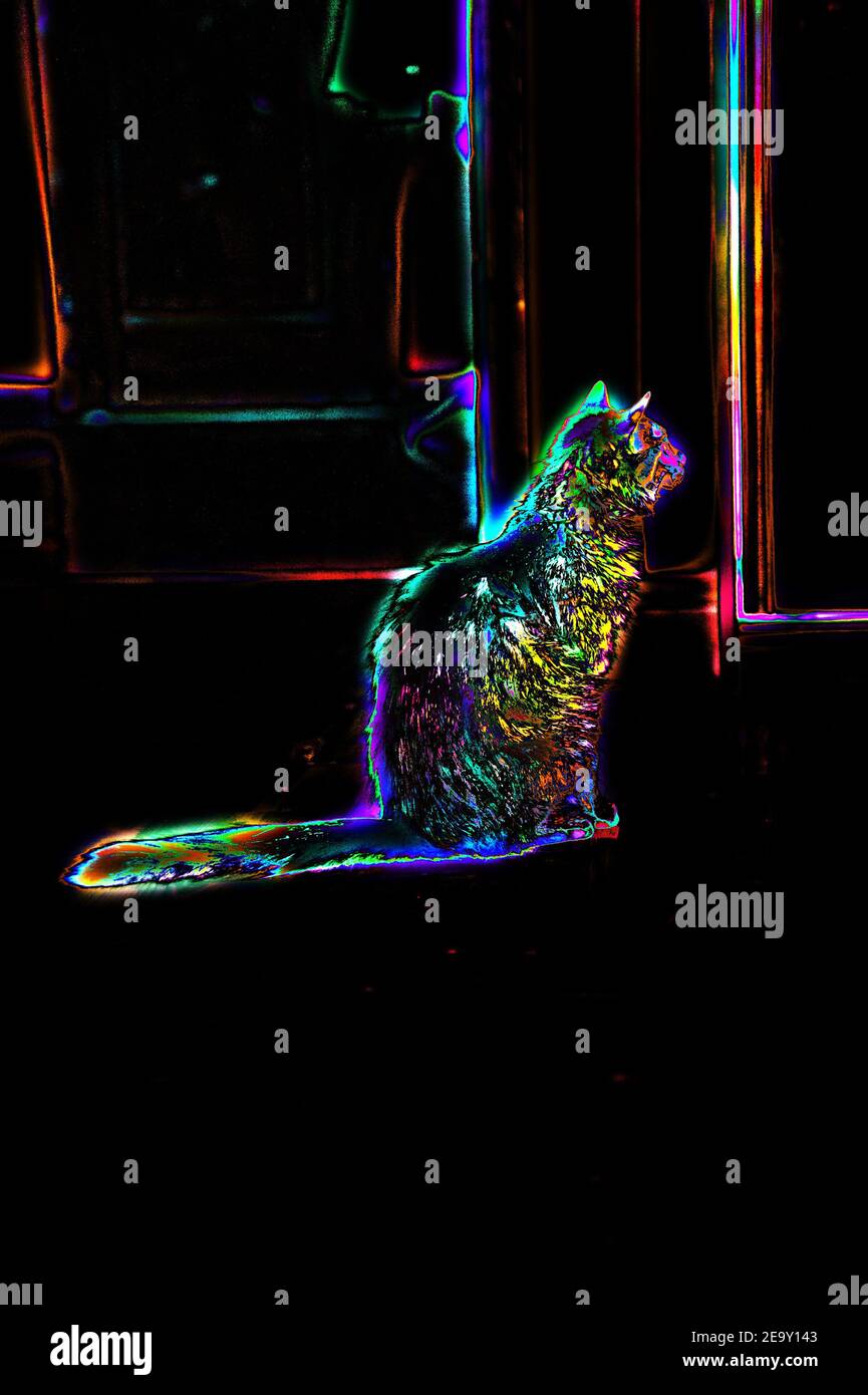 Neon cat hi-res stock photography and images - Alamy