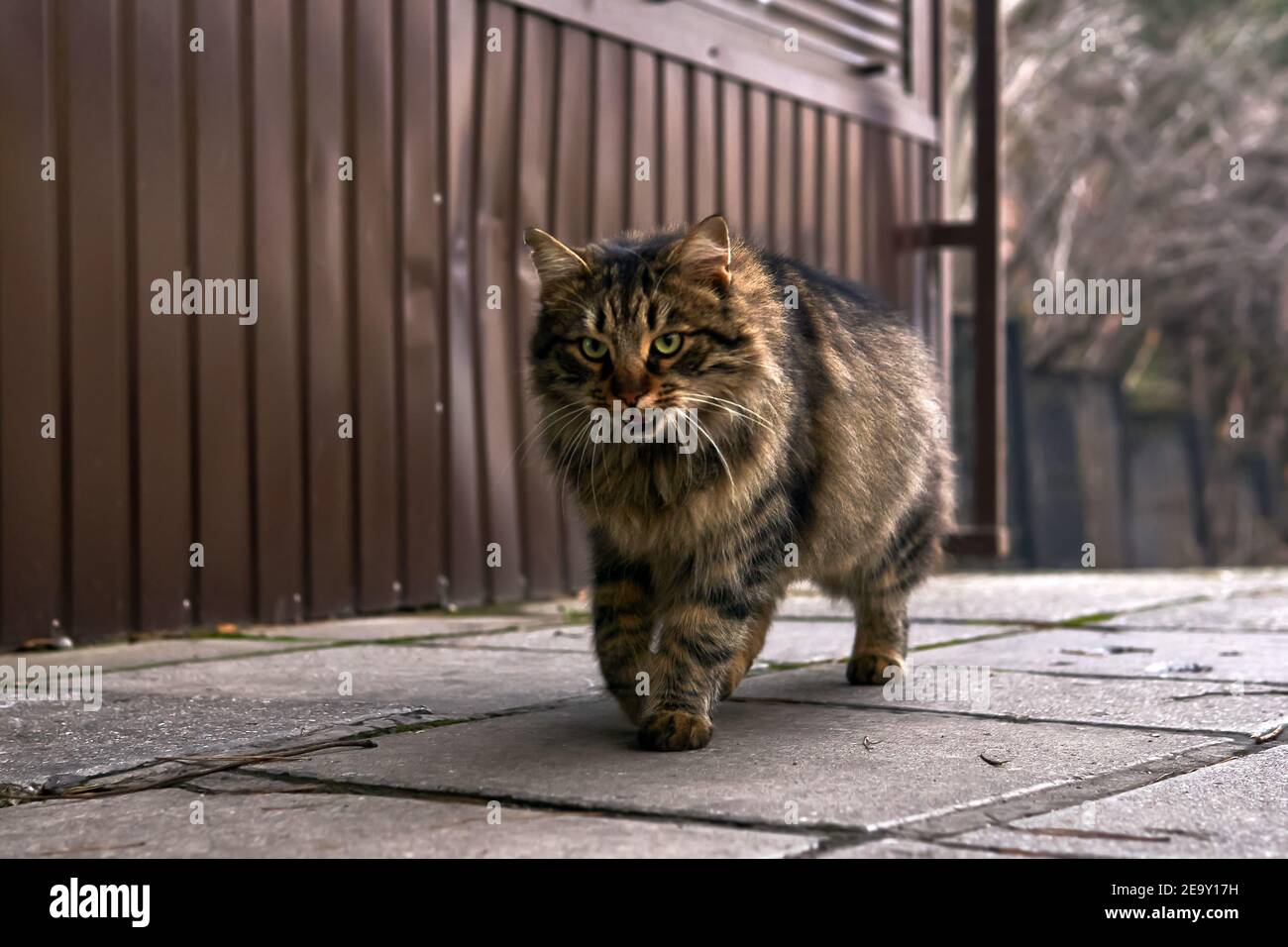 furry stray cat walking down the street close-up Stock Photo - Alamy