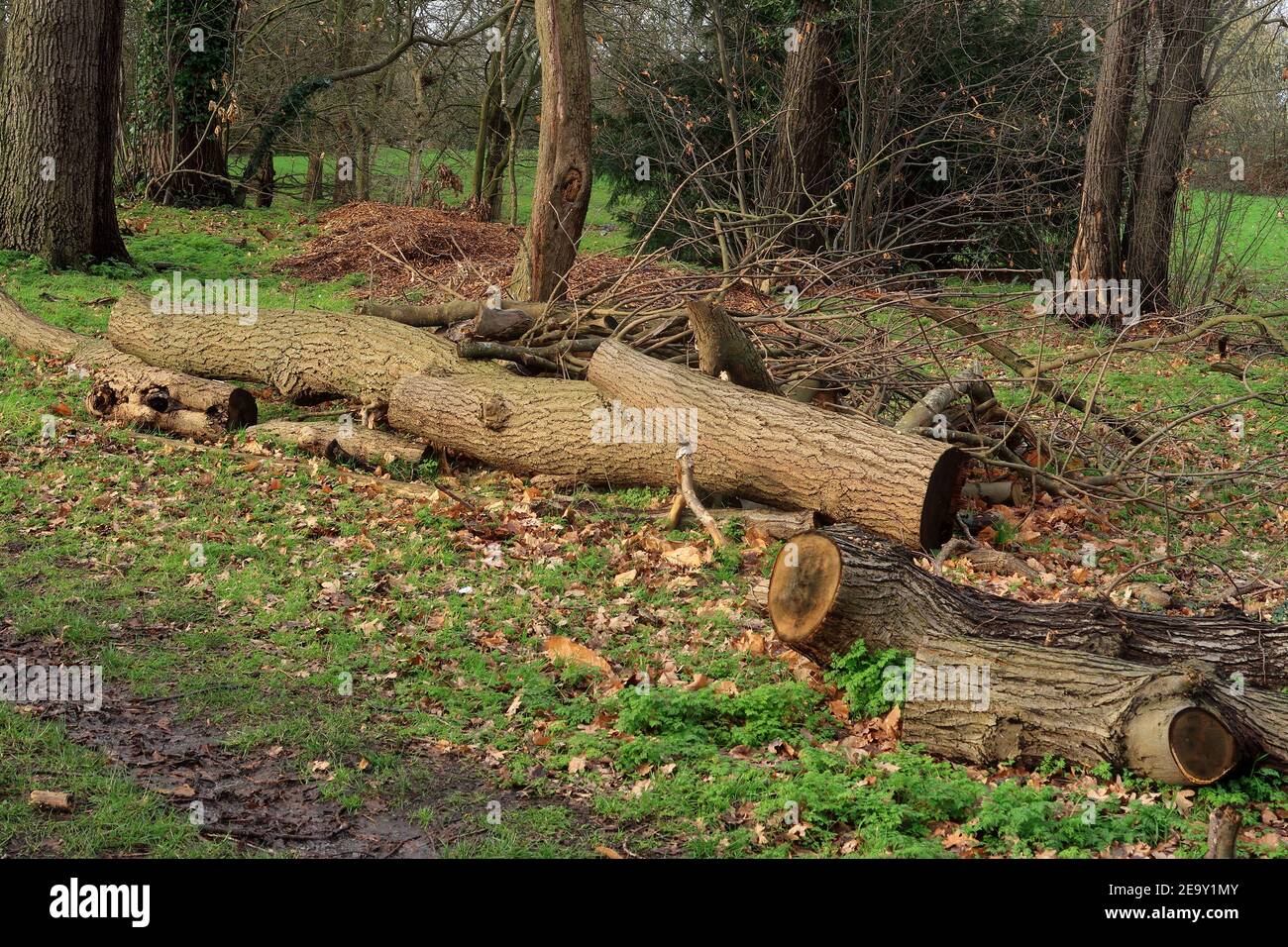 A woodland landscape scene with Cut down trees Stock Photo - Alamy