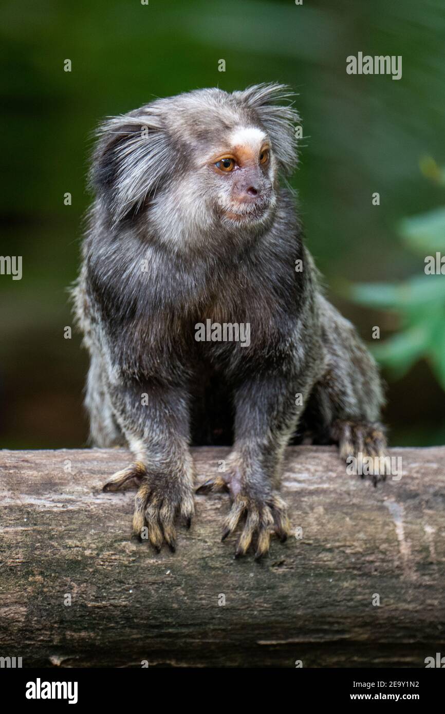 Black tufted marmoset hi-res stock photography and images - Alamy