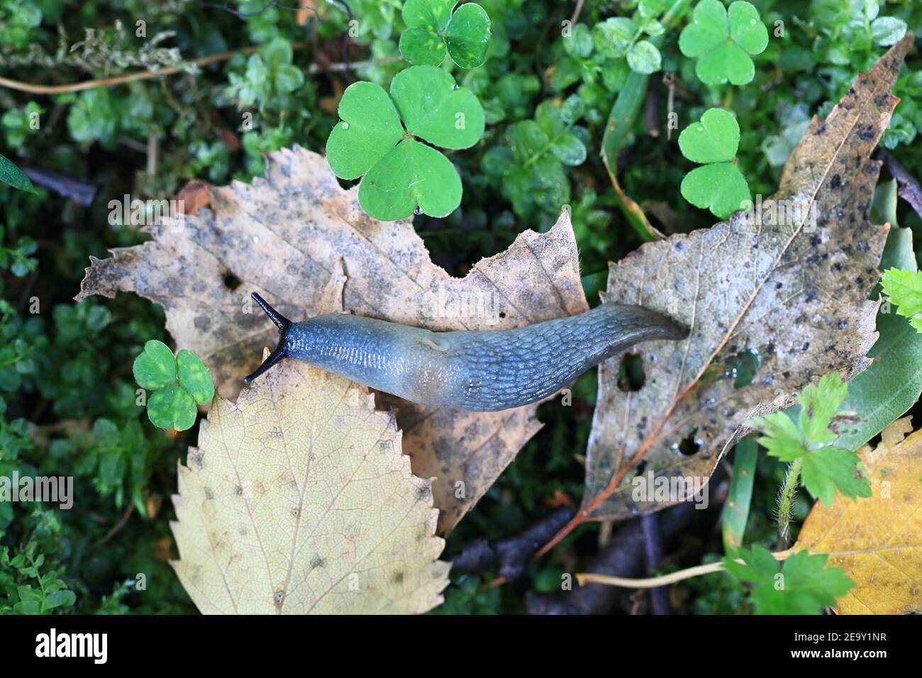 Krynickillus melanocephalus, a highly invasive slug with no common ...