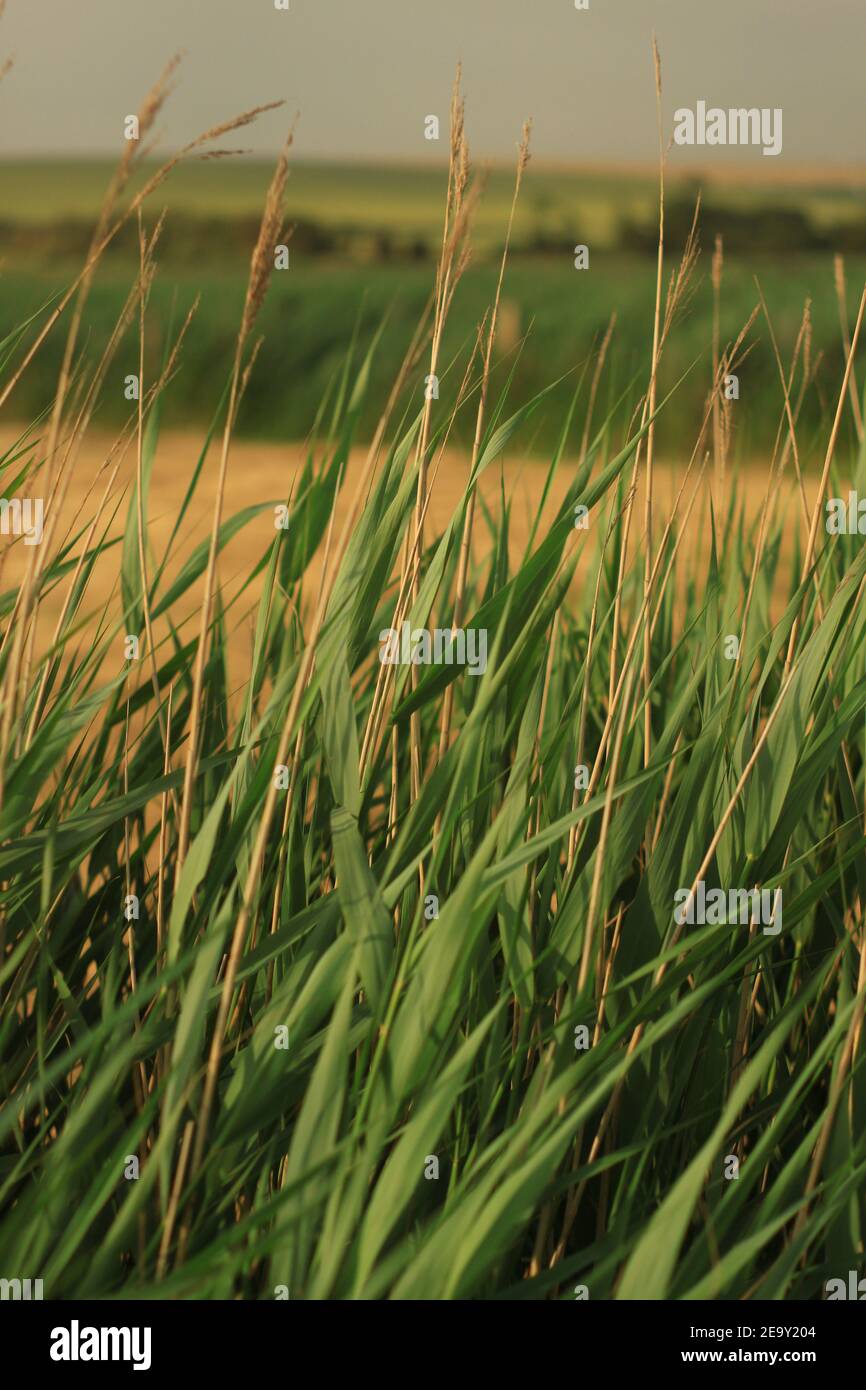 The reeds are dancing in the wind, the background is yellow and ...