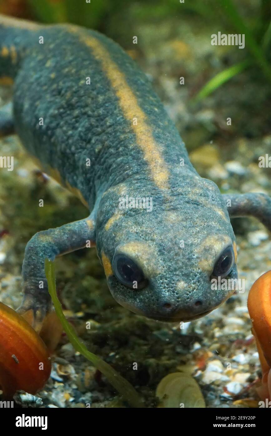 A female of the Blue-tailed Fire-bellied Newt, Cynops cyanurus Stock ...