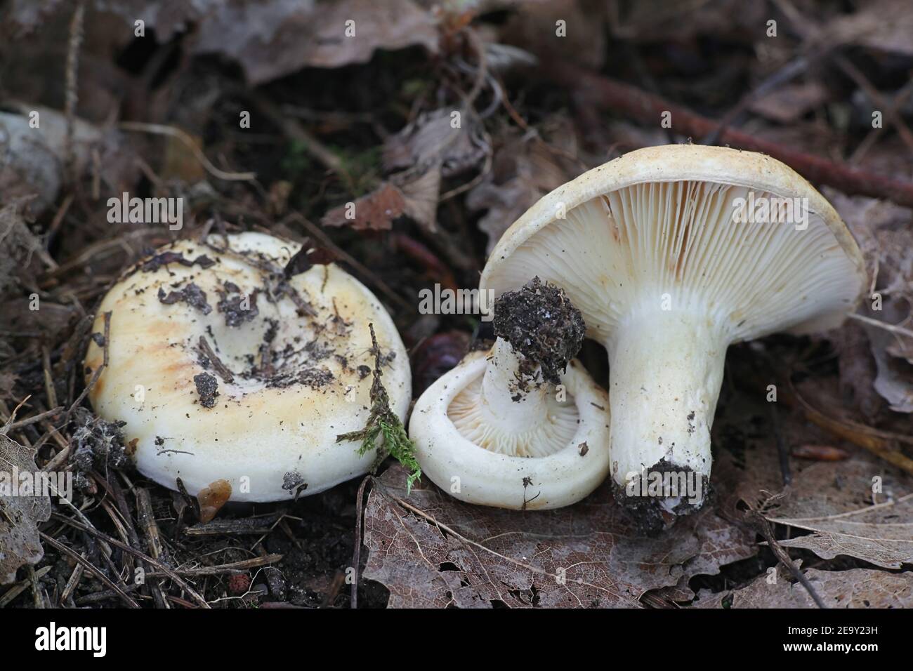 Lactarius evosmus, previously called Lactarius zonarius, commonly known ...