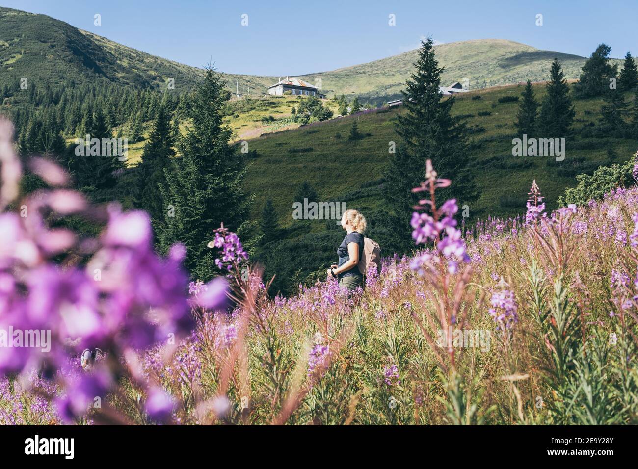 Woman hiking with backpack and trekking poles on summer day. Nature ...