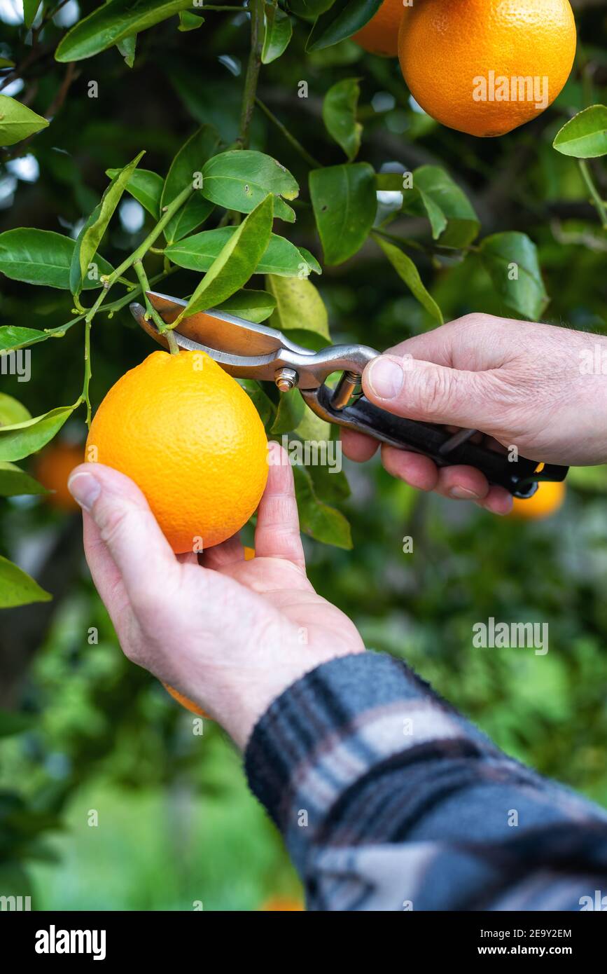 Close-up of the hands of the farmer who harvest the oranges in the ...