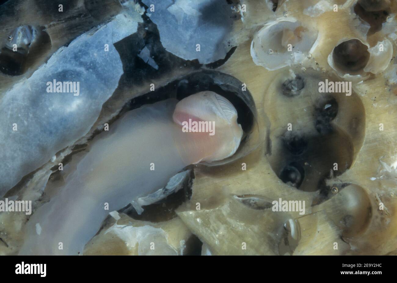 Teredo navalis shipworm hi-res stock photography and images - Alamy