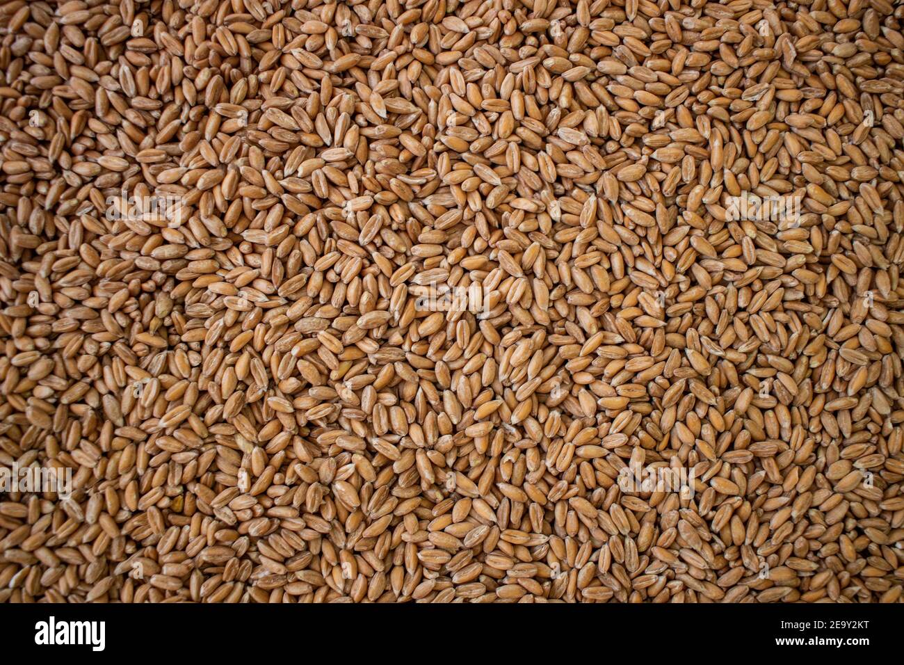 Spelled variety wheat seed texture. Compact pile of seeds on a plane ...