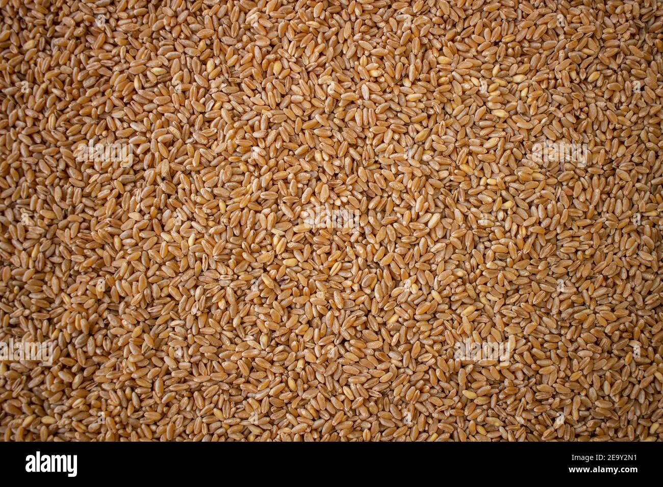 Texture of durum wheat seeds. Compact pile of seeds on a plane ...