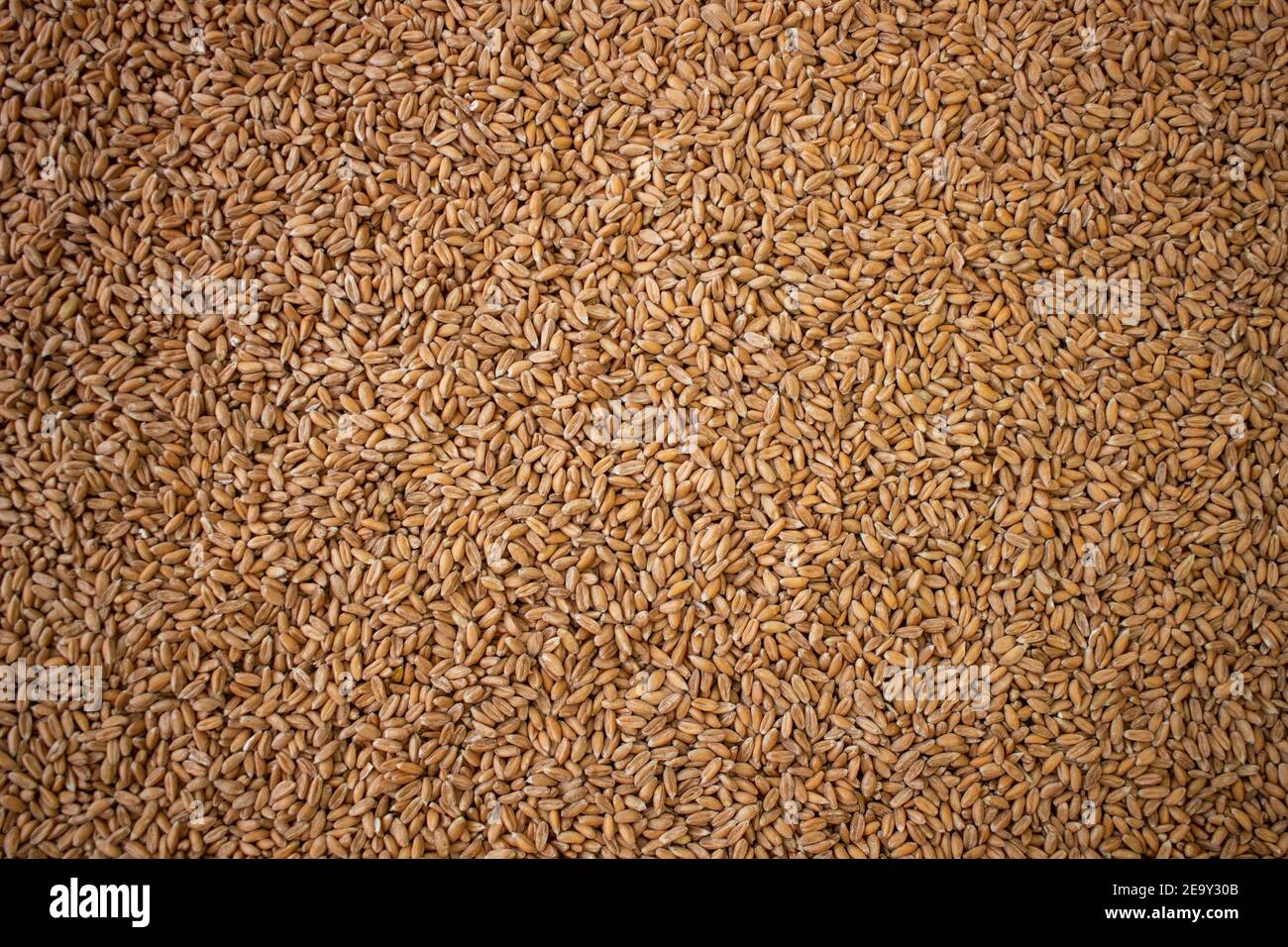 Spelled variety wheat seed texture. Compact pile of seeds on a plane ...