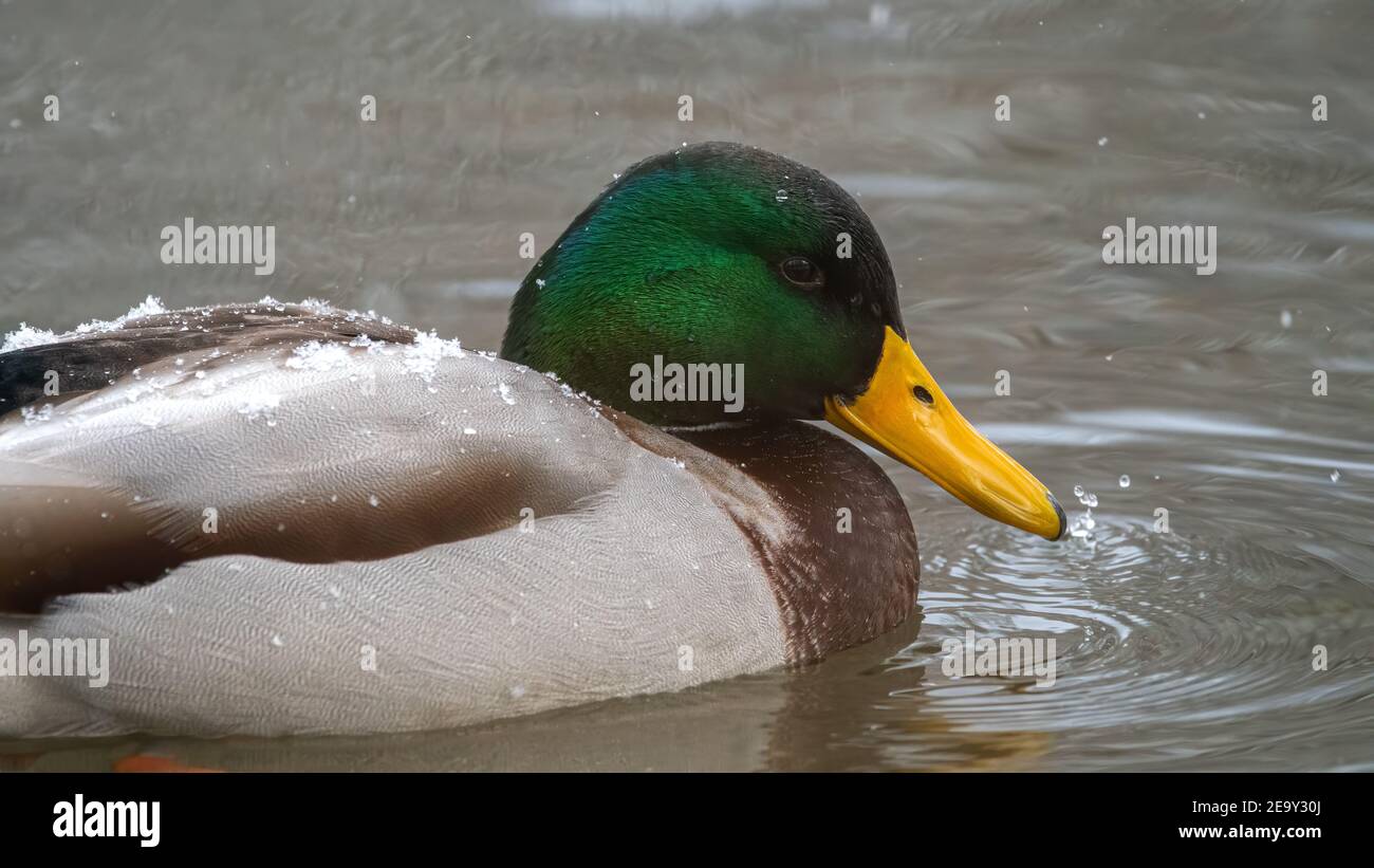 ente, bird, stockente, wasser, natur, tier, ente, bird, wild lebende ...