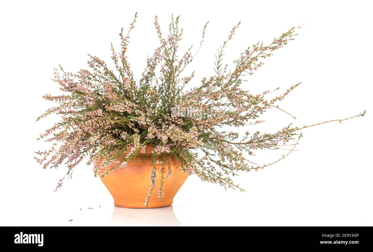 Heather, dried flowers for decoration in a pot Stock Photo - Alamy