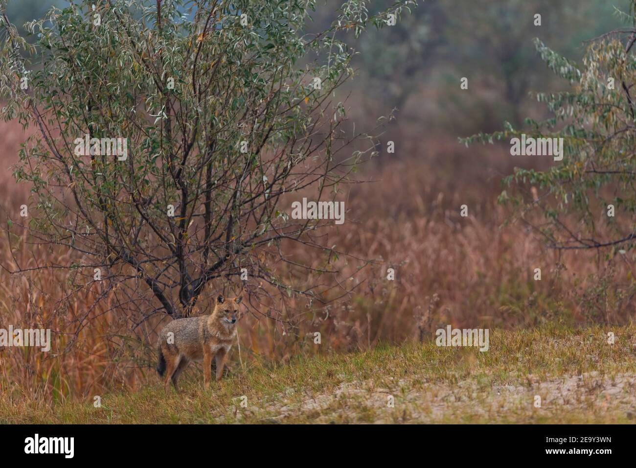 Golden jackal - CHACAL DORADO (Canis aureus), Danube Delta - DELTA DEL ...