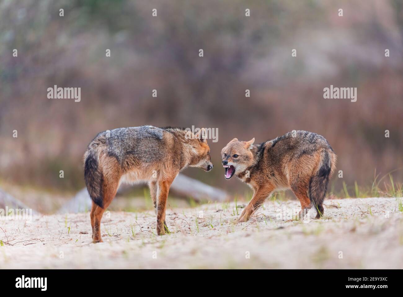 Golden jackal - CHACAL DORADO (Canis aureus), Danube Delta - DELTA DEL ...